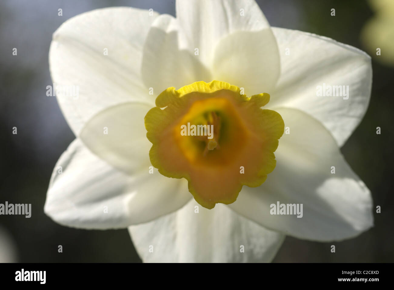 Daffodil growing in a wildlife garden Stock Photo - Alamy