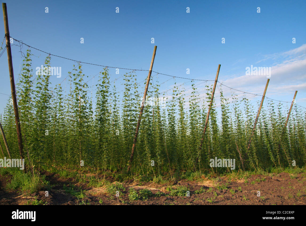 Hops growing in poland hi-res stock photography and images - Alamy