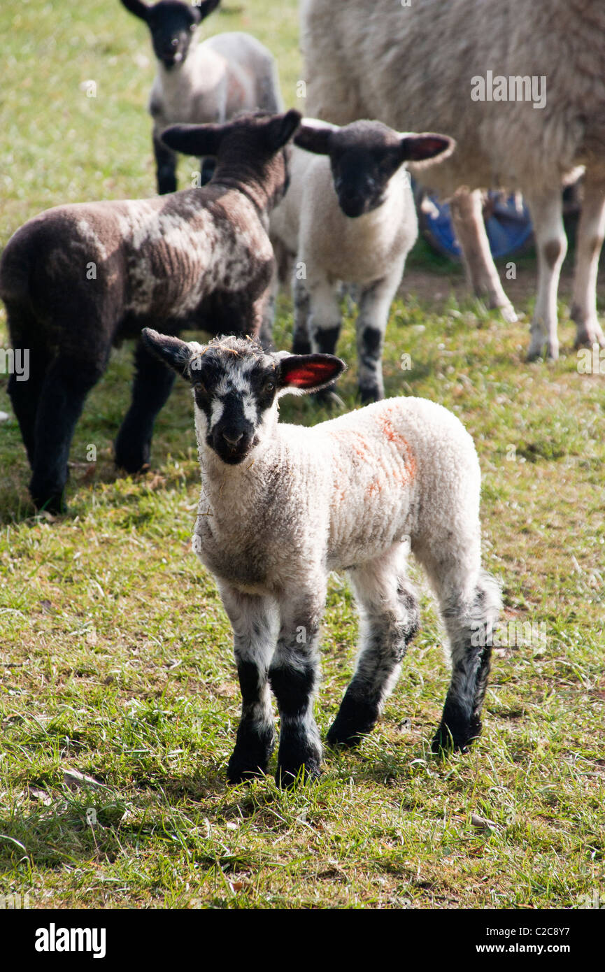 Young lambs, about a week old, in a sunny field. A ewe is just visible ...