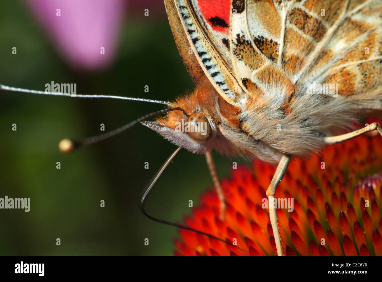 Butterfly insect hi-res stock photography and images - Alamy