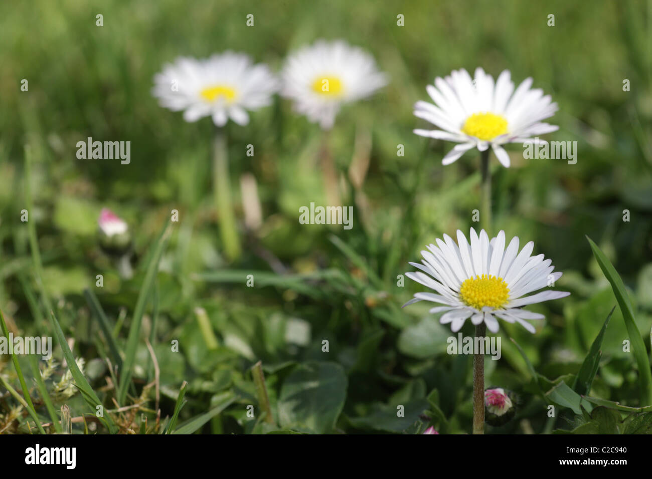 Daisy growing in a wild garden Stock Photo - Alamy