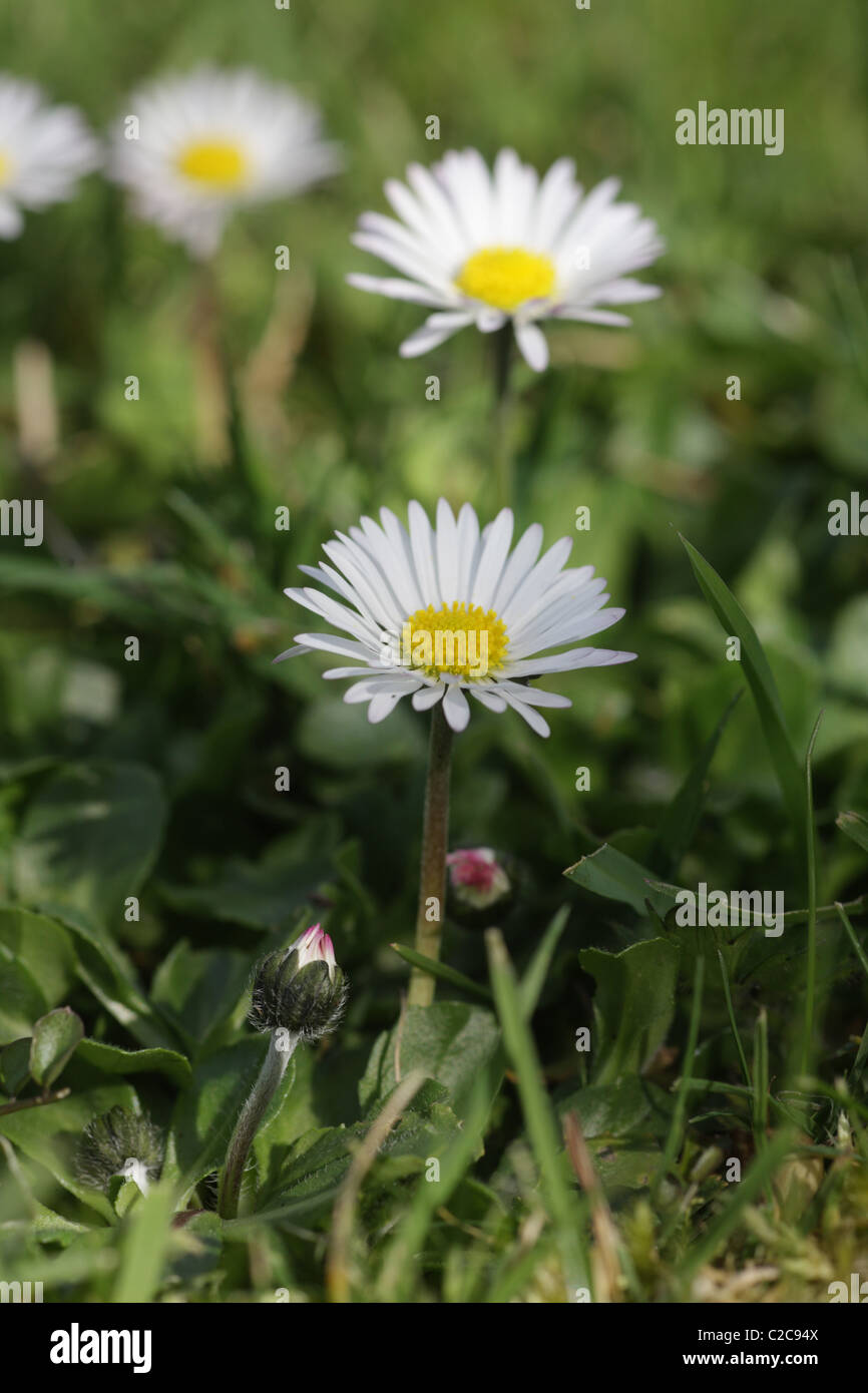 Daisy growing in a wild garden Stock Photo - Alamy