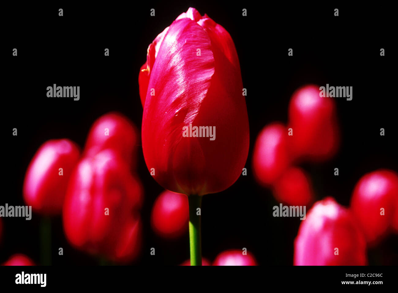 The Giant Tulips Stock Photo - Alamy