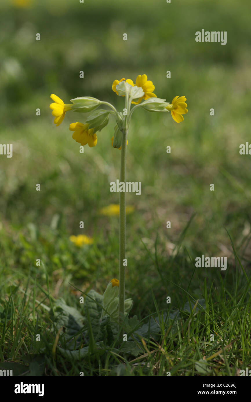 Cowslips grown in a wild garden Stock Photo - Alamy