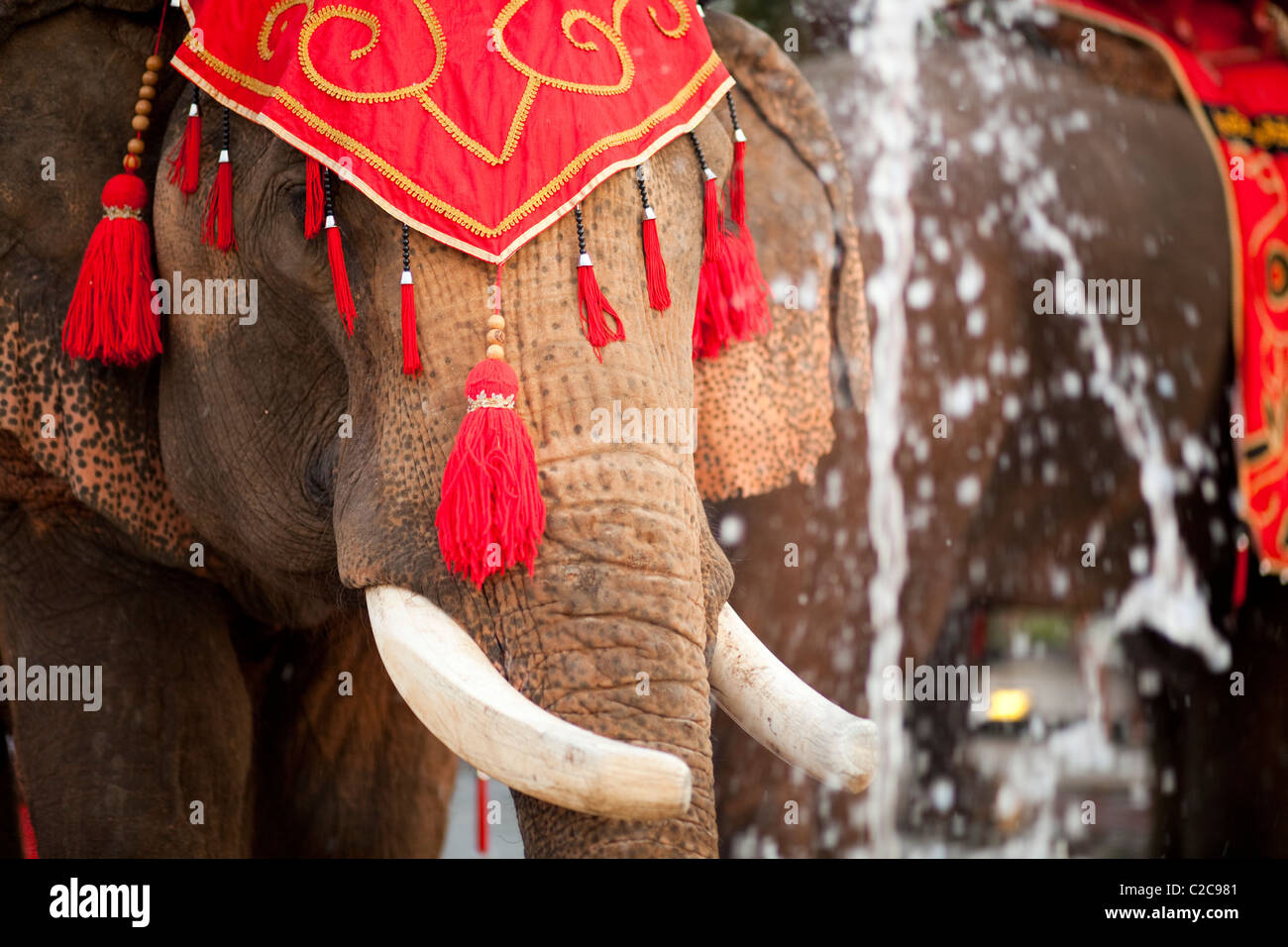 Traditional Indian Wedding Elephant