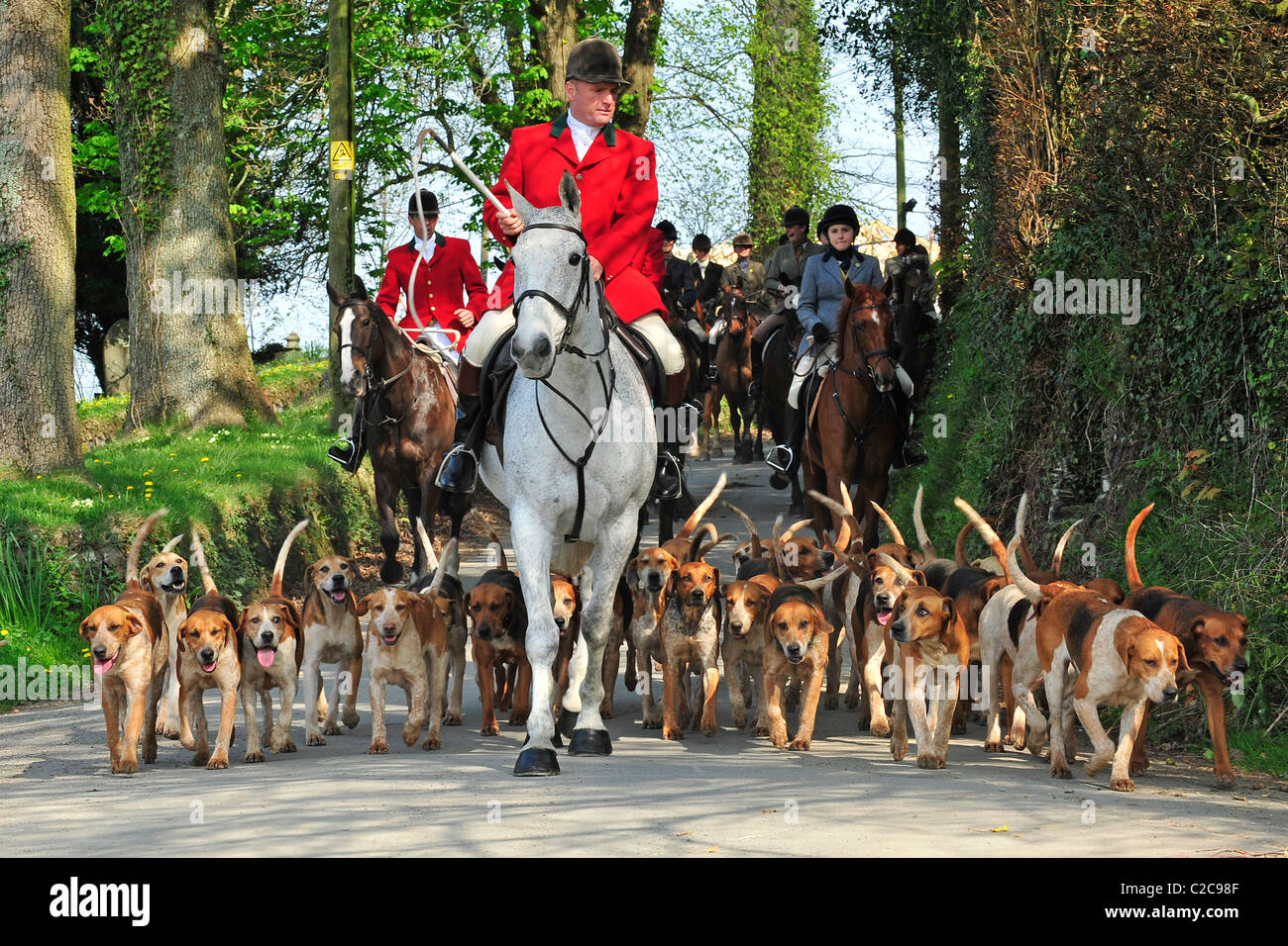 lamerton foxhound pack, devon, WITH DAVID LEWIS HUNTSMAN Stock Photo ...