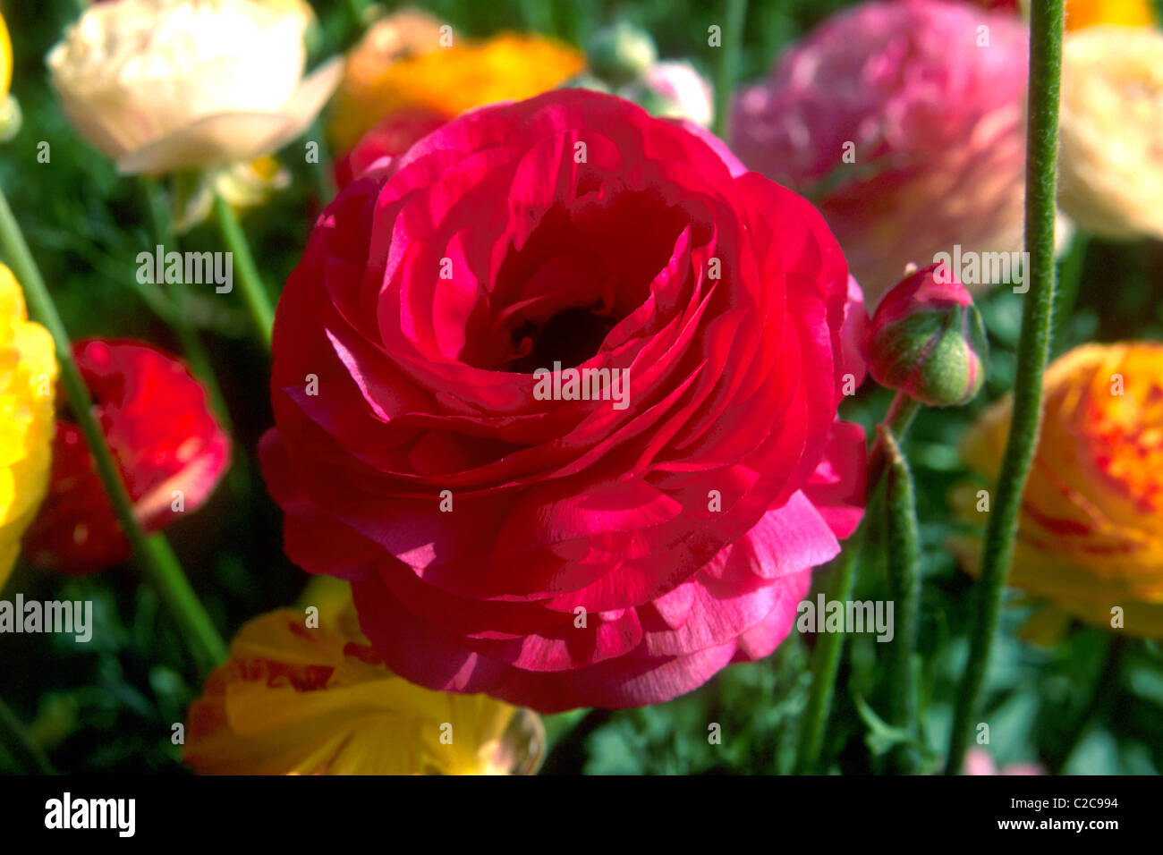 Floret ranunculus hi-res stock photography and images - Alamy