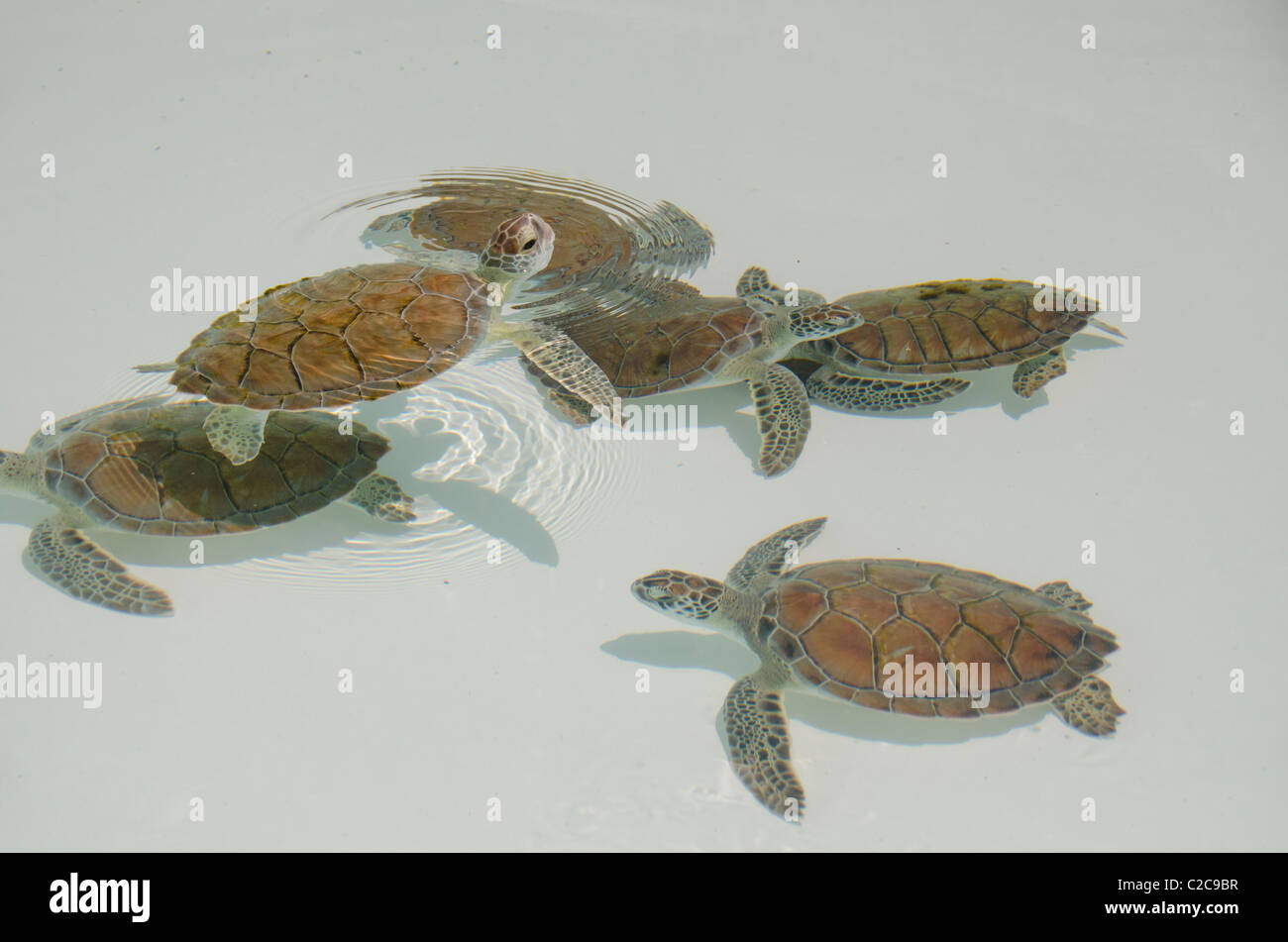 Mexico, Quintana Roo, Playa del Carmen, Xcaret. Young Green sea turtles ...