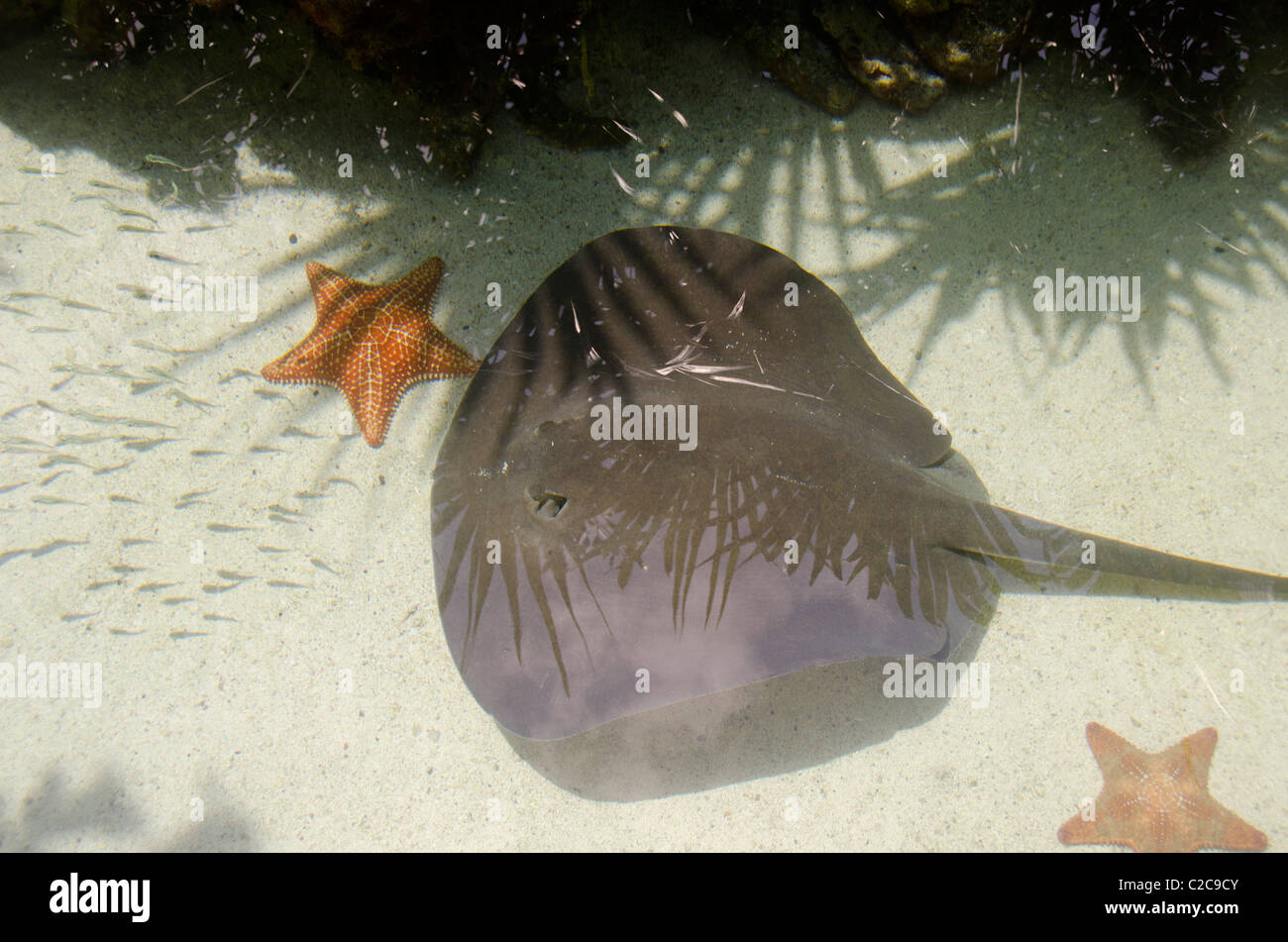 Mexico, Quintana Roo, Playa del Carmen, Xcaret. Underwater ray with ...