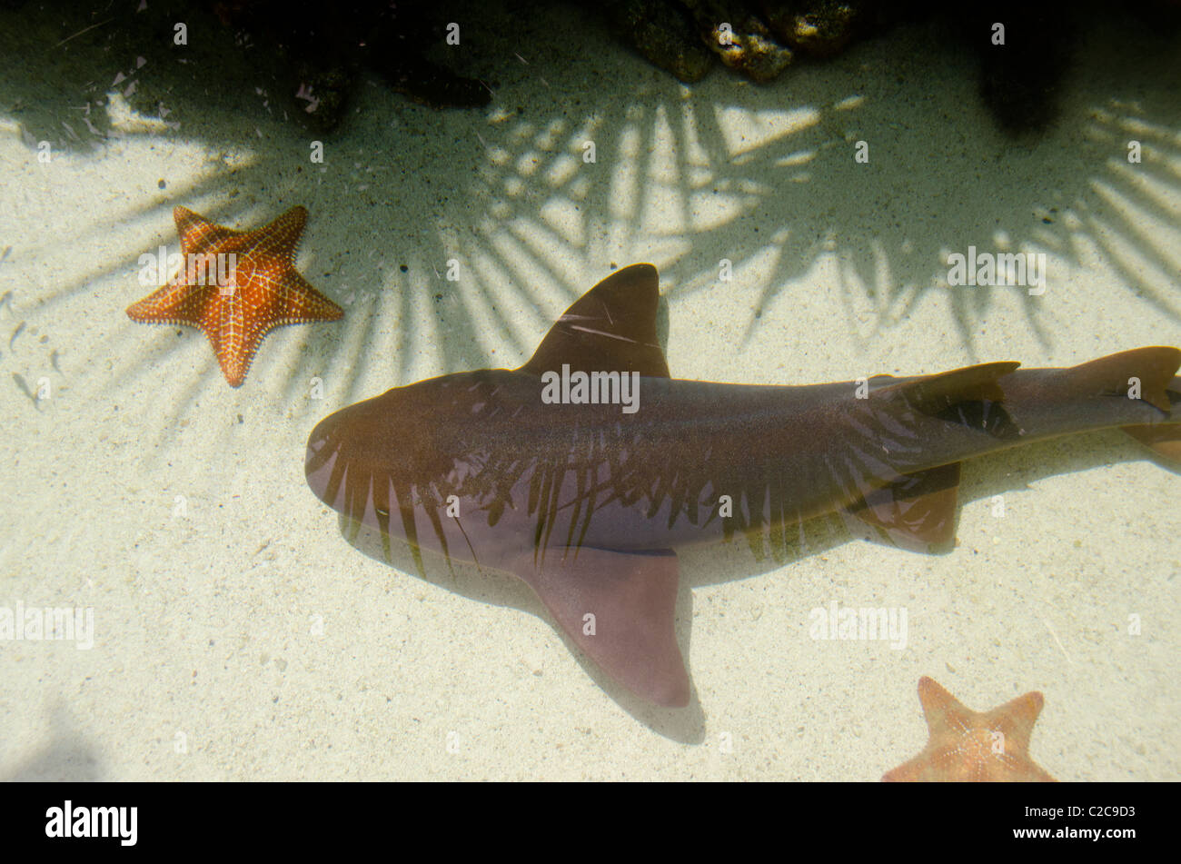 Mexico, Quintana Roo, Playa del Carmen, Xcaret. Shark with starfish ...