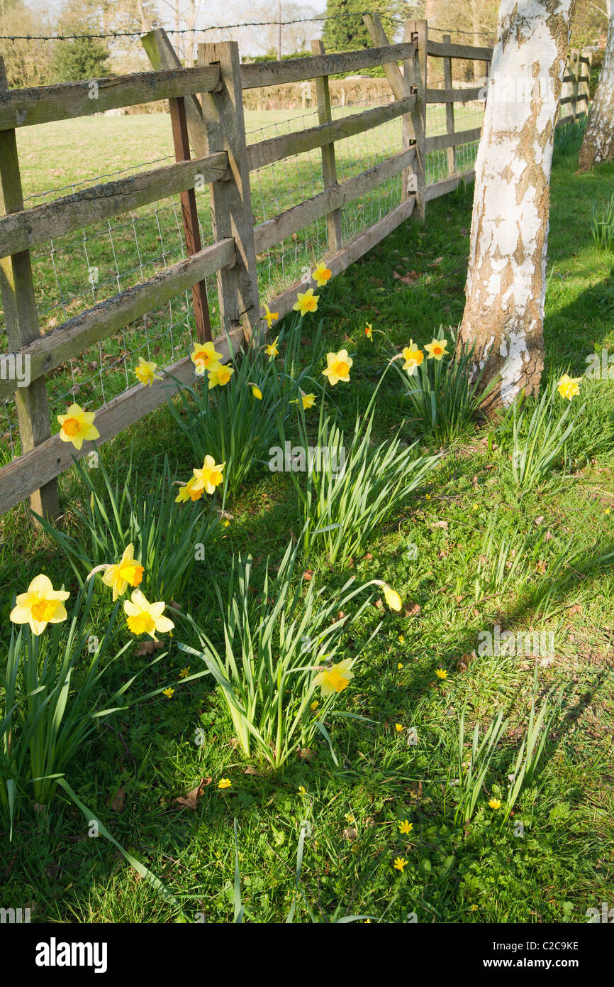 daffodil daffodills wold flowers spring countryside Stock Photo - Alamy