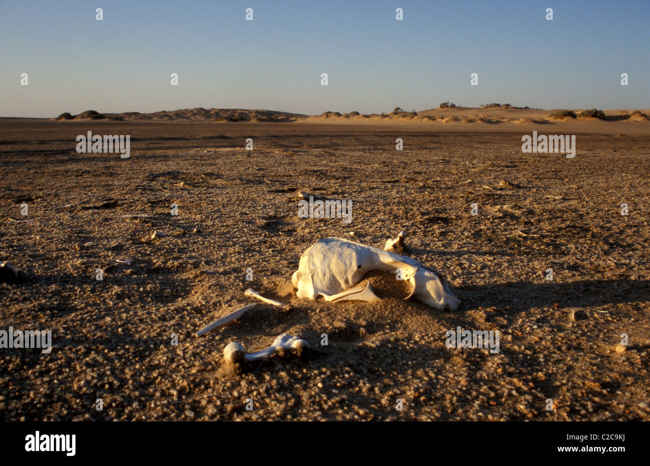 Skeleton coast desert bones hi-res stock photography and images - Alamy
