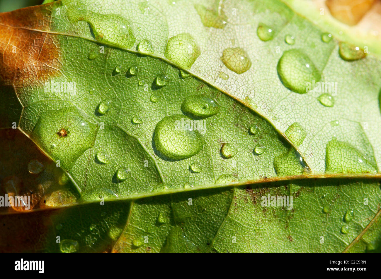 Transparent drop of water on a sheet Stock Photo - Alamy