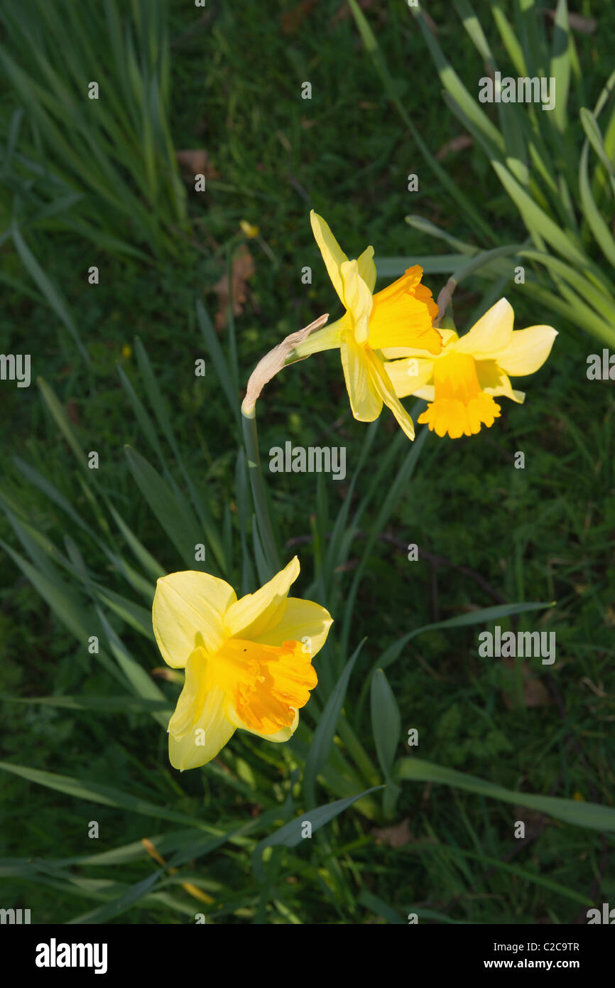 Wold flowers hi-res stock photography and images - Alamy