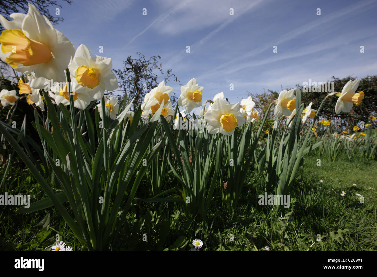 Daffodil growing in a wildlife garden Stock Photo - Alamy
