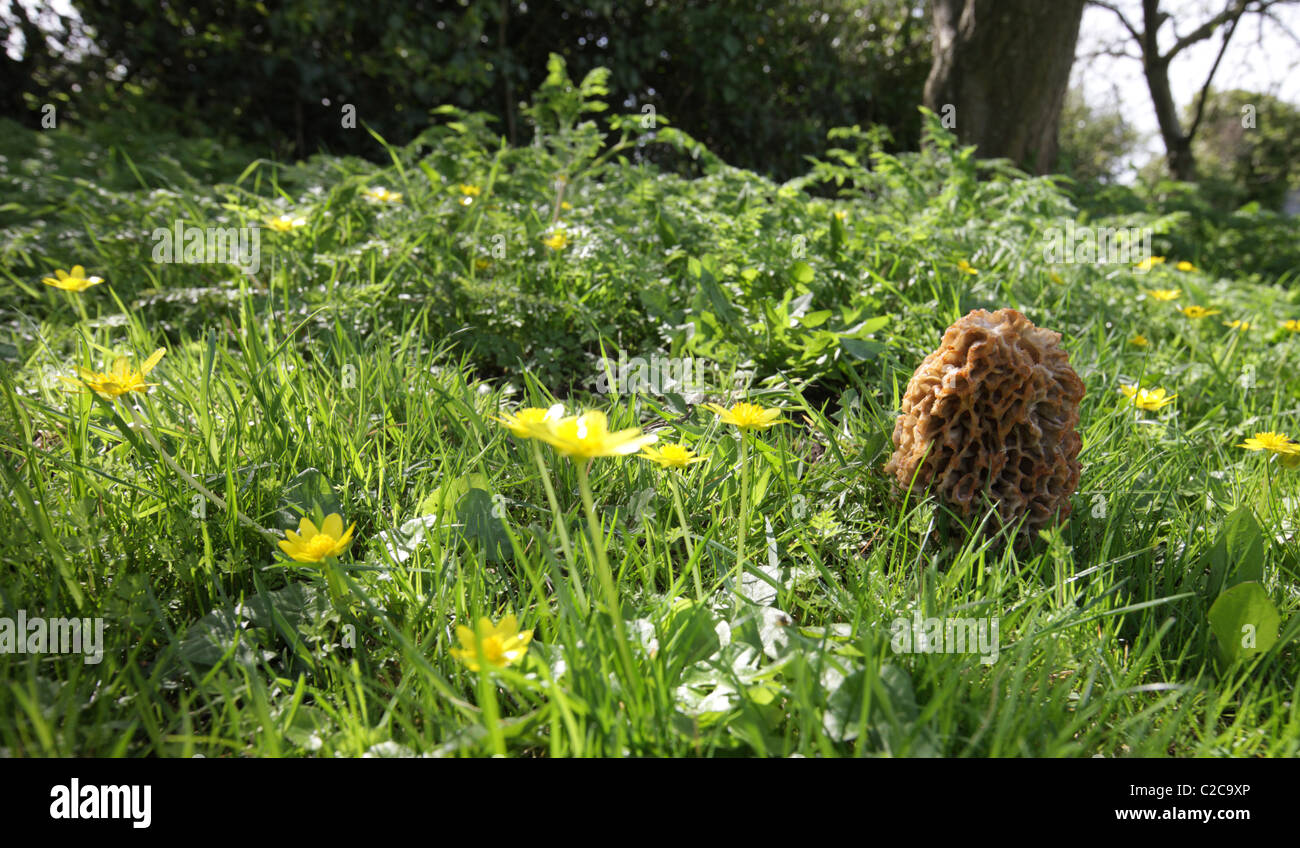Common Morel growing in a wild garden Stock Photo - Alamy