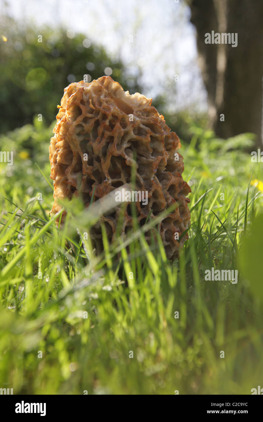 Common Morel growing in a wild garden Stock Photo - Alamy