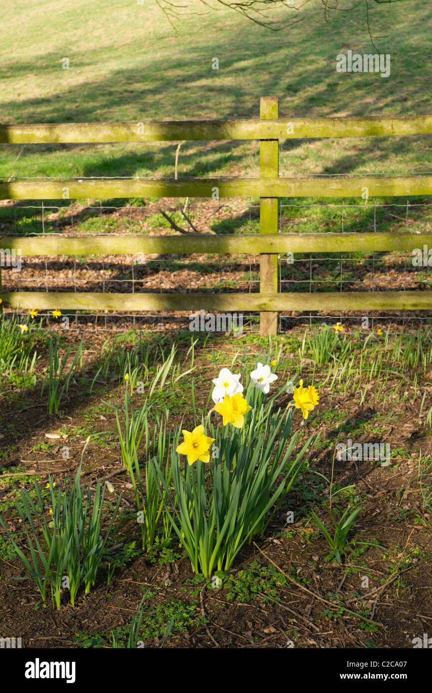 Daffodills hi-res stock photography and images - Alamy