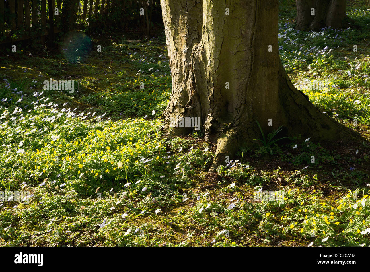 daffodil daffodills wold flowers spring countryside Stock Photo - Alamy
