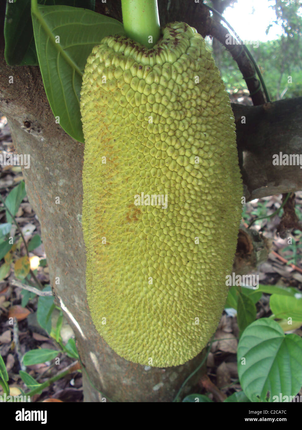 Jack trunk surface hi-res stock photography and images - Alamy