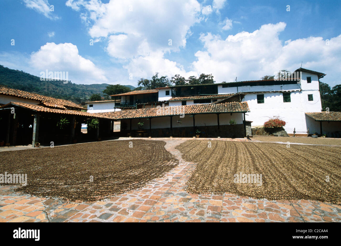 Coffee Beans Venezuela Stock Photo - Alamy