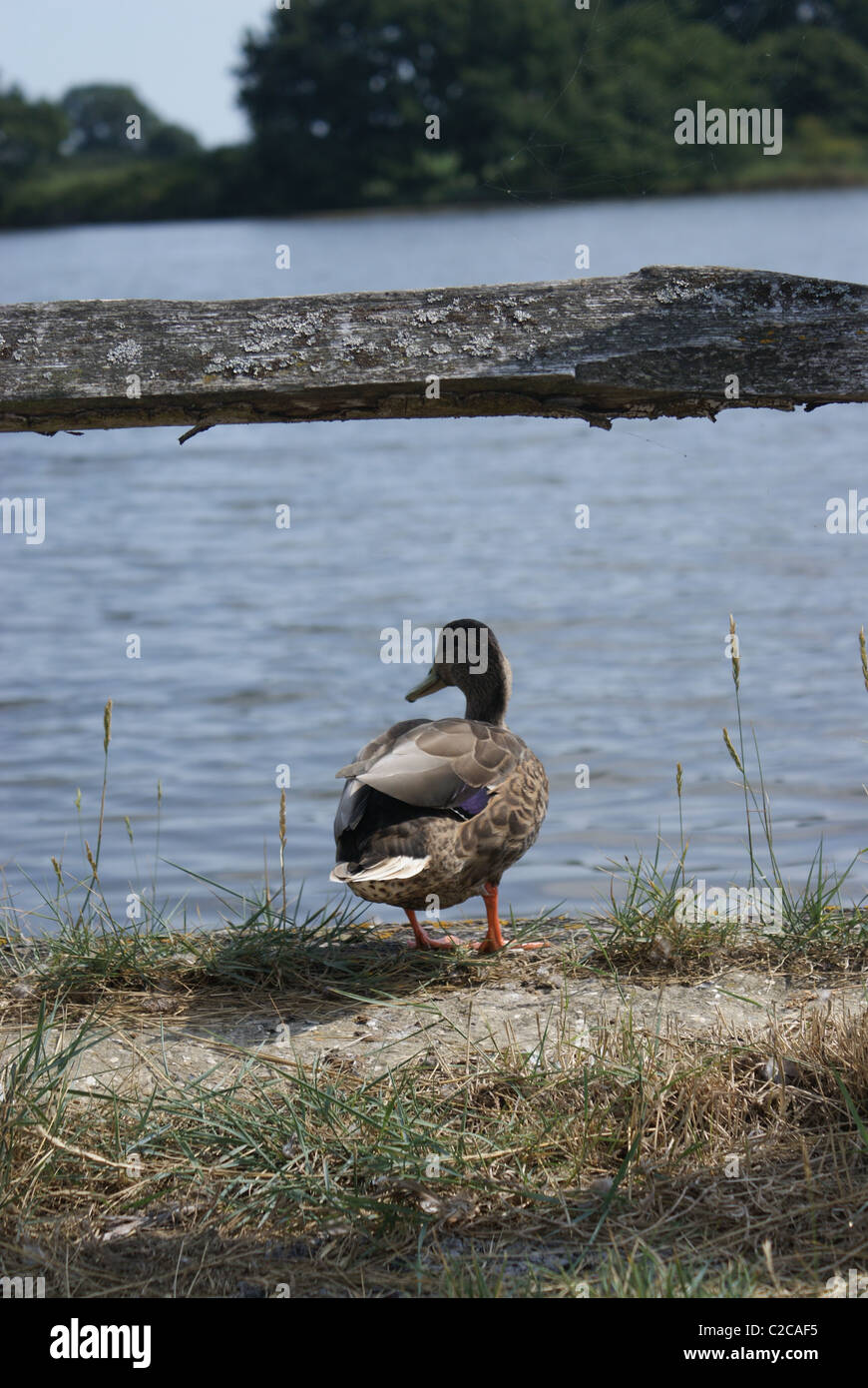 Ducks on water or land Stock Photo - Alamy
