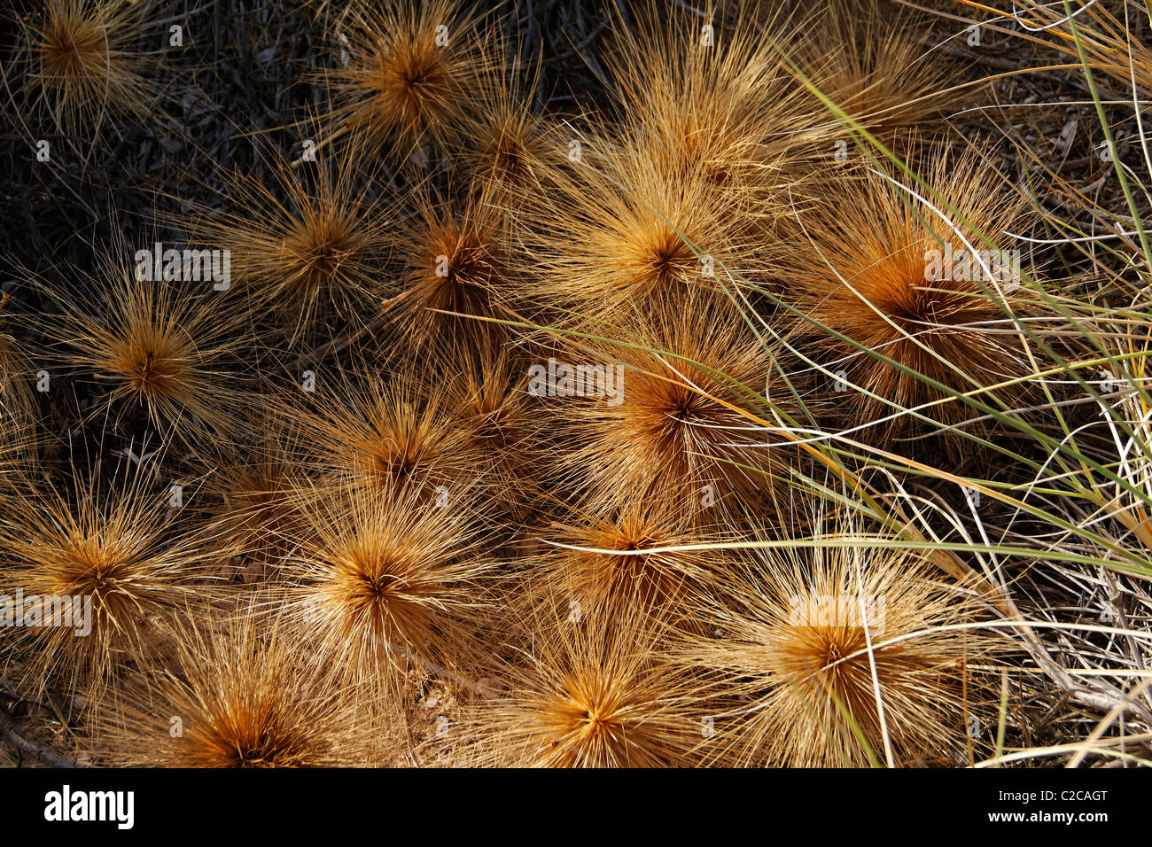 Flowers of australia hi-res stock photography and images - Alamy