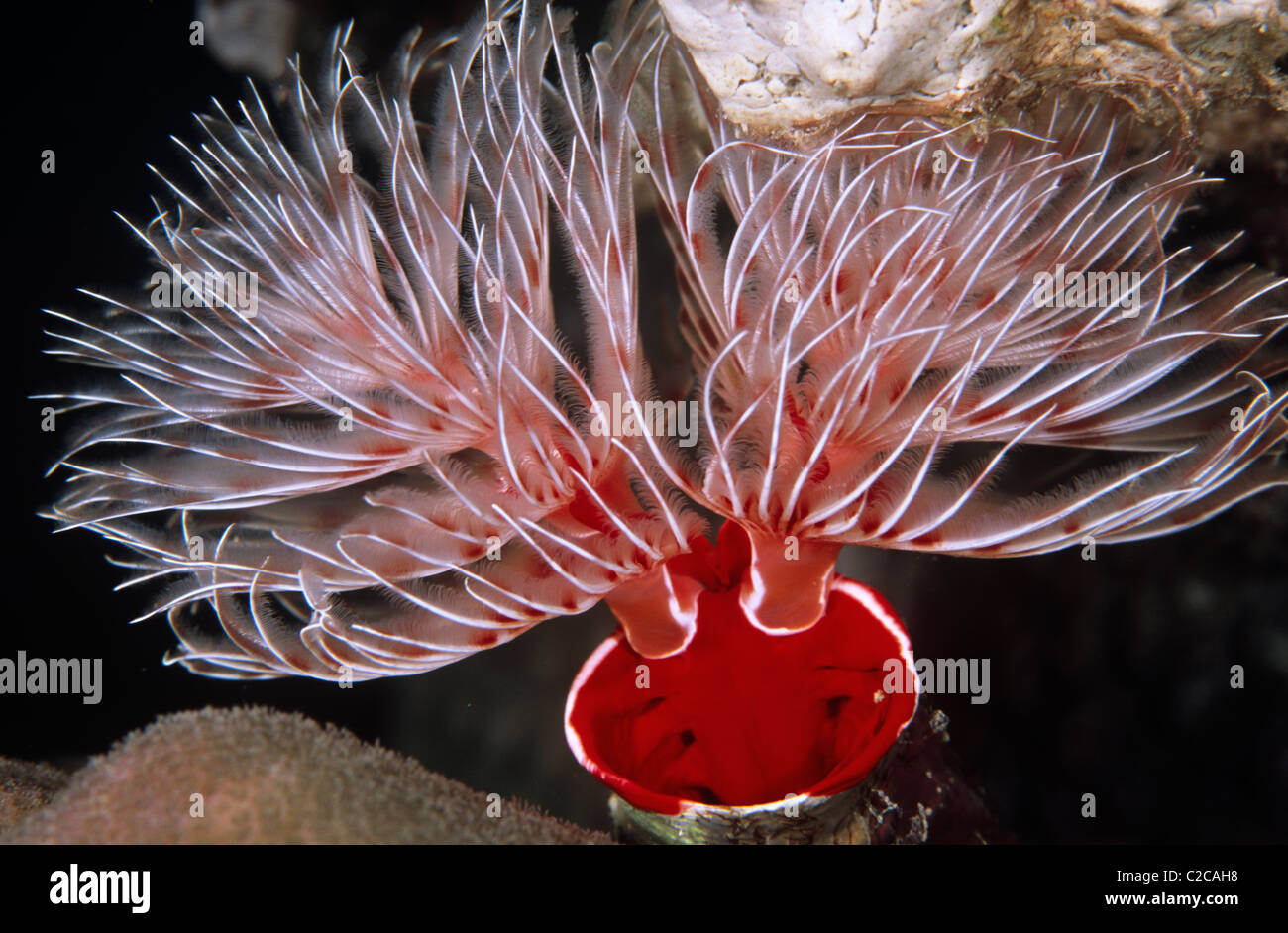 Magnificent Tube Worm, Protula magnifica, Gili Lawa Darat, Komodo ...