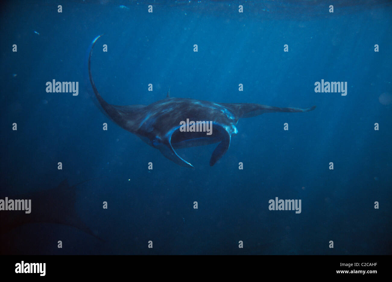 Reef Manta Ray, Mobula alfredi, German Flag dive site, Komodo Island ...