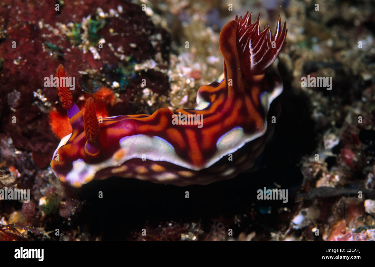 Dorid Nudubranch, Miamira magnifica, Padar Island, Komodo Island ...