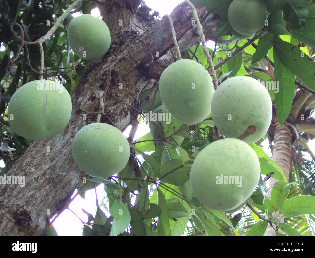 Full mango tree hi-res stock photography and images - Alamy