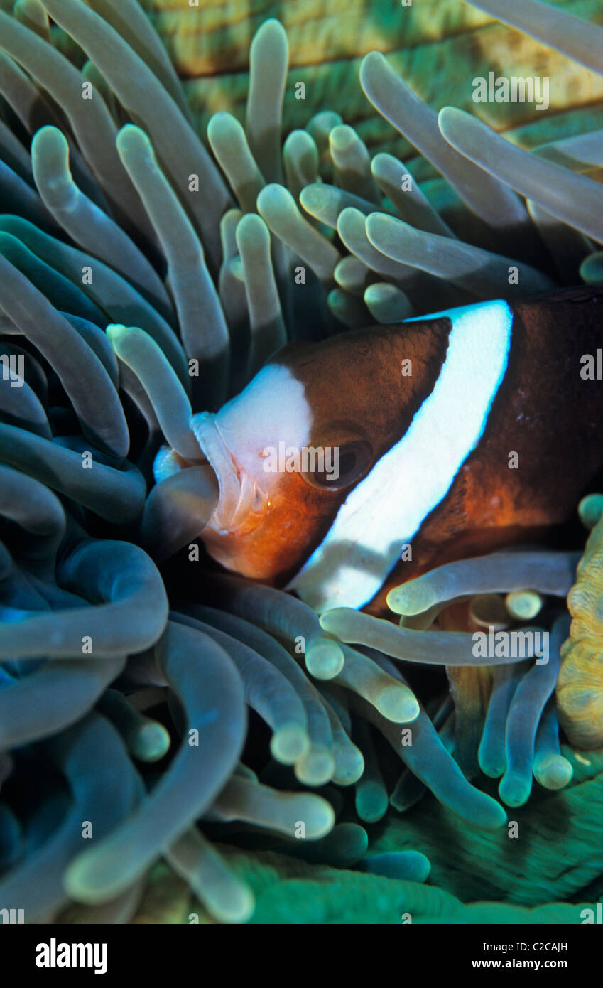 Clark's Anemonefish, Amphiprion clarkii, biting tentacle of Magnificent ...