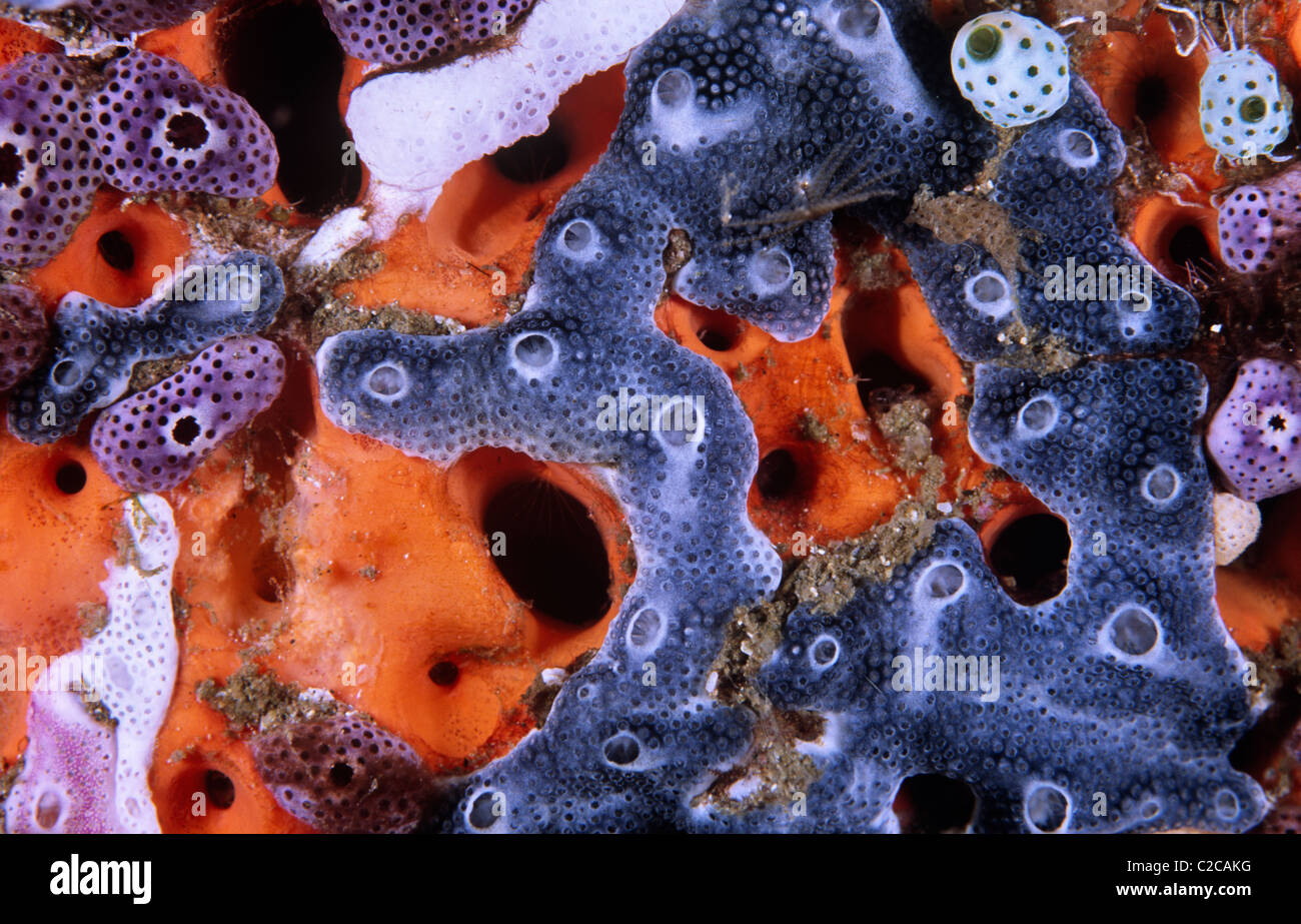 Didemnid sp hi-res stock photography and images - Alamy