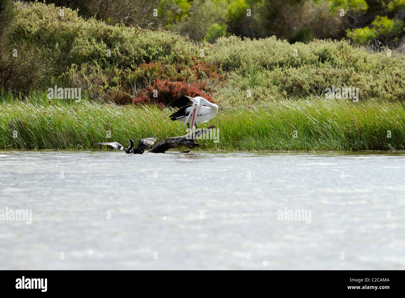 Pink Pelican defending his place from a Pied Cormorant, Irwin River ...