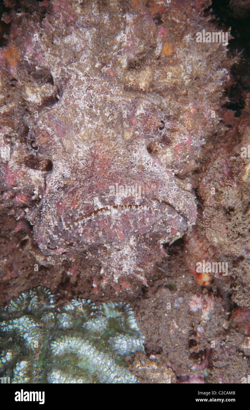 Reef Stonefish (Synanceia verrucosa, Manado, Sulawesi, Indonesia, Asia ...