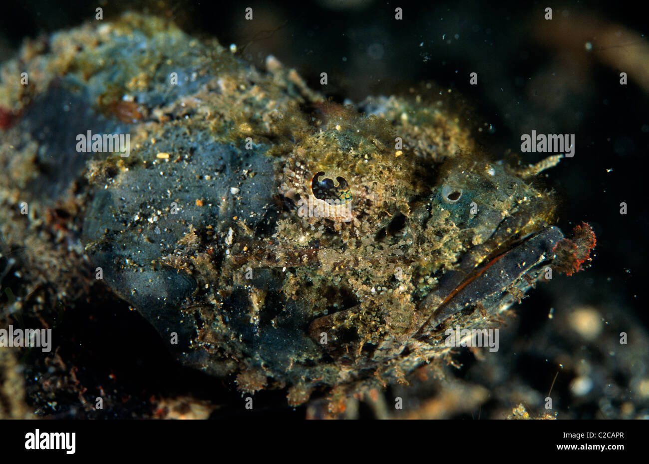 False stonefish, Scorpaenopsis diabolus, Lembeh Straits, near Bitung ...