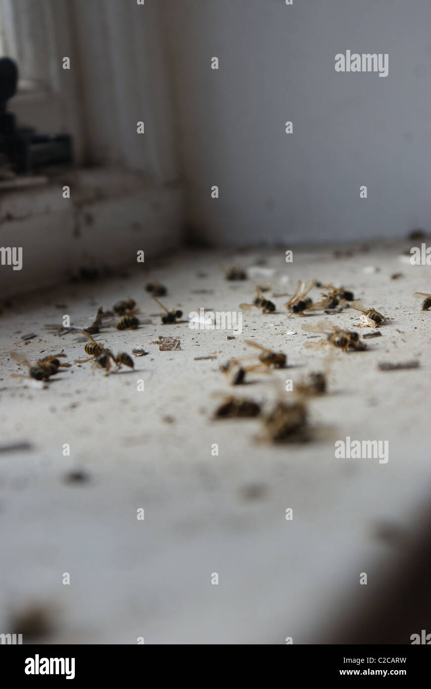 Dead wasps on window sill Stock Photo - Alamy