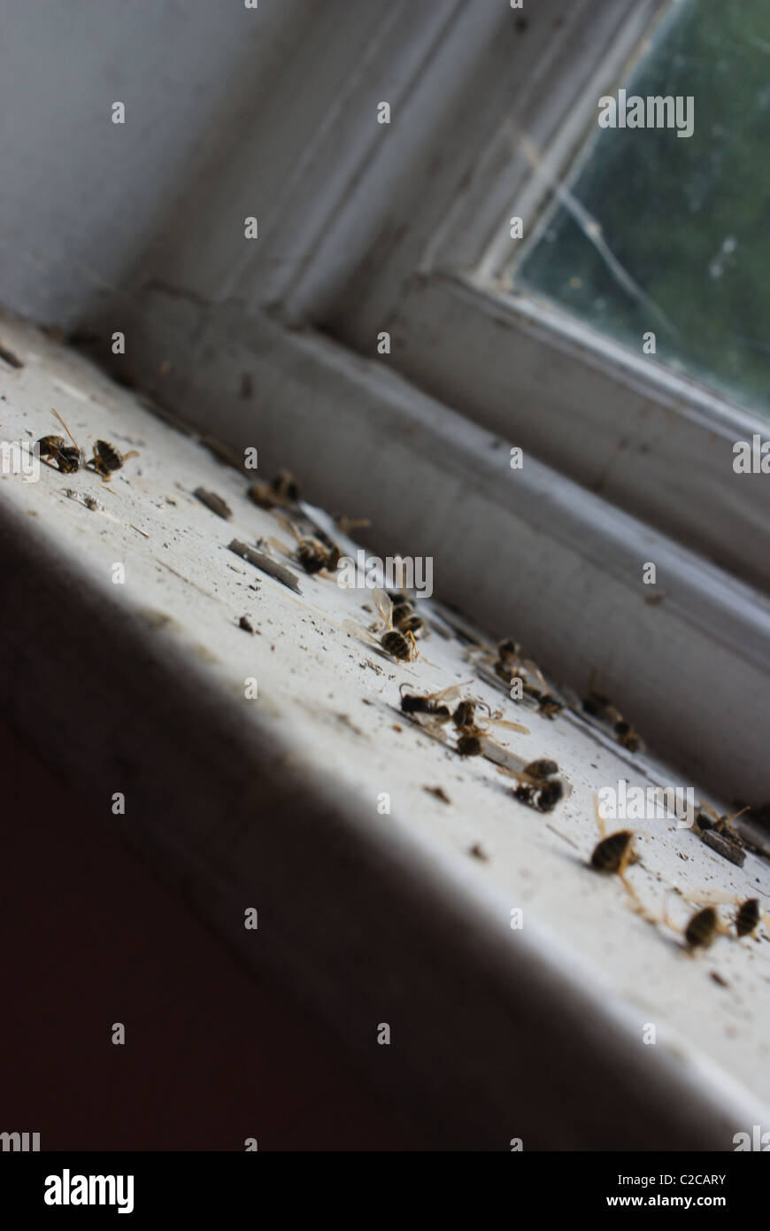 Termite Droppings Window Sill