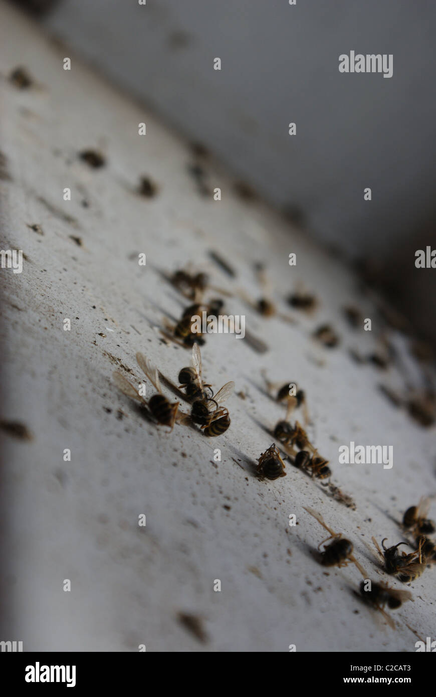 Dead wasps on window sill Stock Photo - Alamy