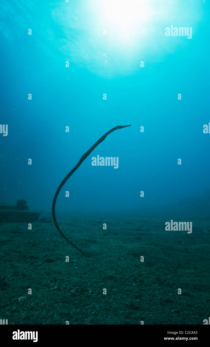 Bend Stick Pipefish, Trachyrhampus bicoarctatus, with sun in background ...