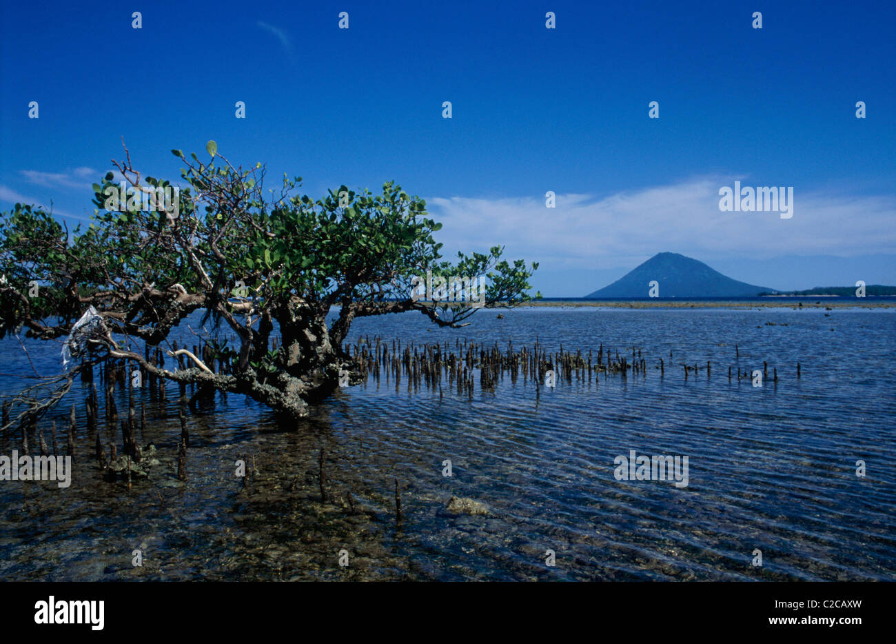 Mangroves, Manado Tua volcano, Bunaken National Park, Manado, Sulawesi ...