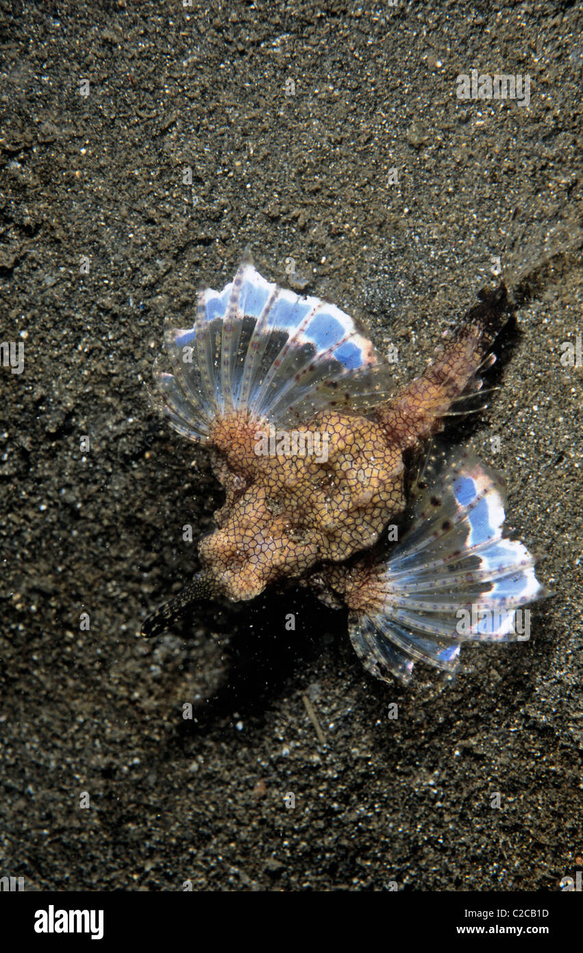 Seamoth, Eurypegasus draconis, Secret Bay, Gilimanuk, Bali, Indonesia ...