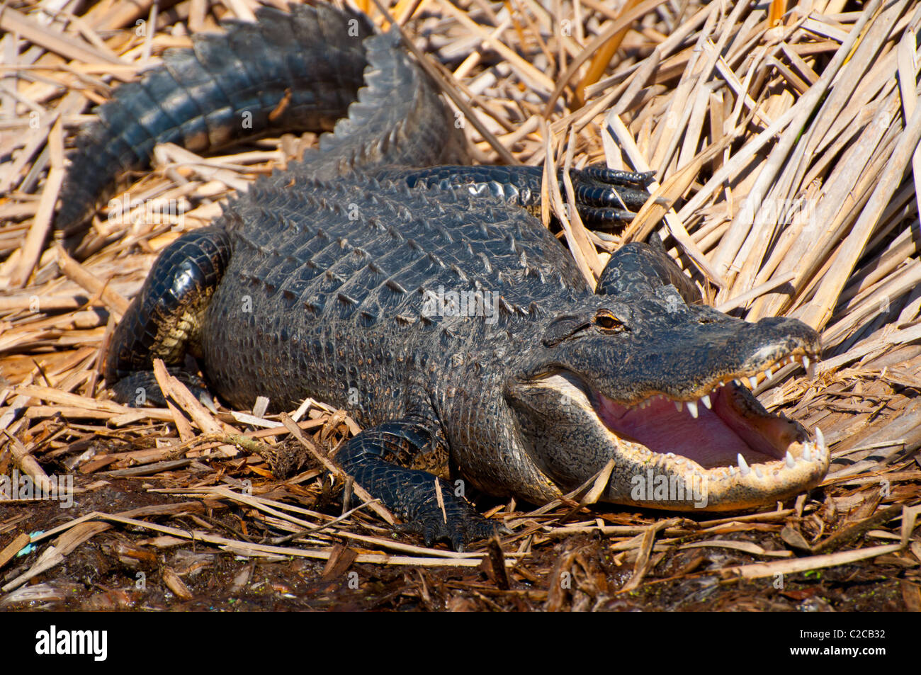 Smiling American Alligator - (Alligator mississippiensis Stock Photo ...