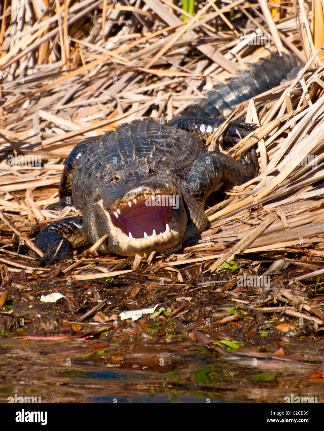 American Alligator - Showing Teeth (Alligator mississippiensis Stock ...