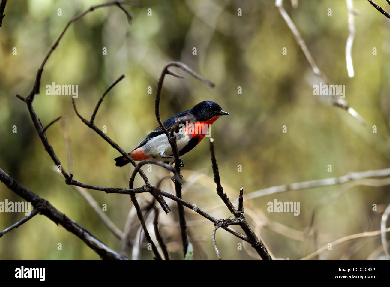 Branches wildlife hi-res stock photography and images - Alamy