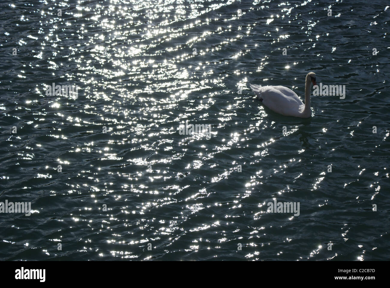 Swan in water Stock Photo - Alamy