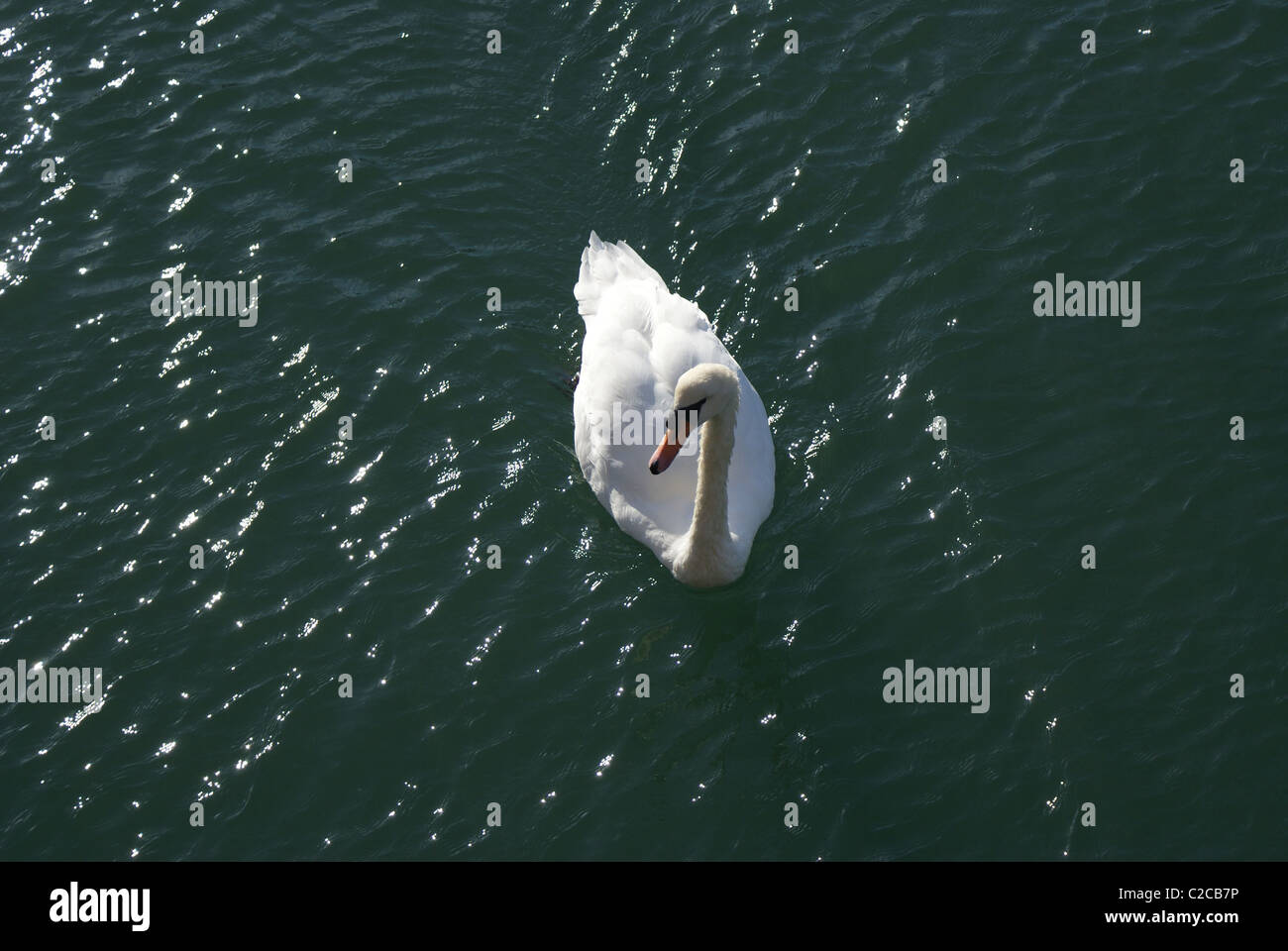 Swan in water Stock Photo - Alamy