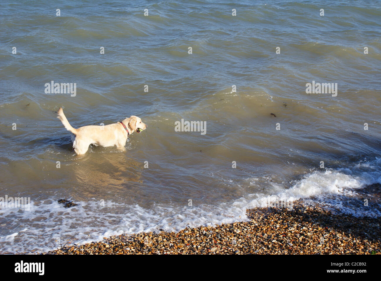 Dog in water Stock Photo - Alamy