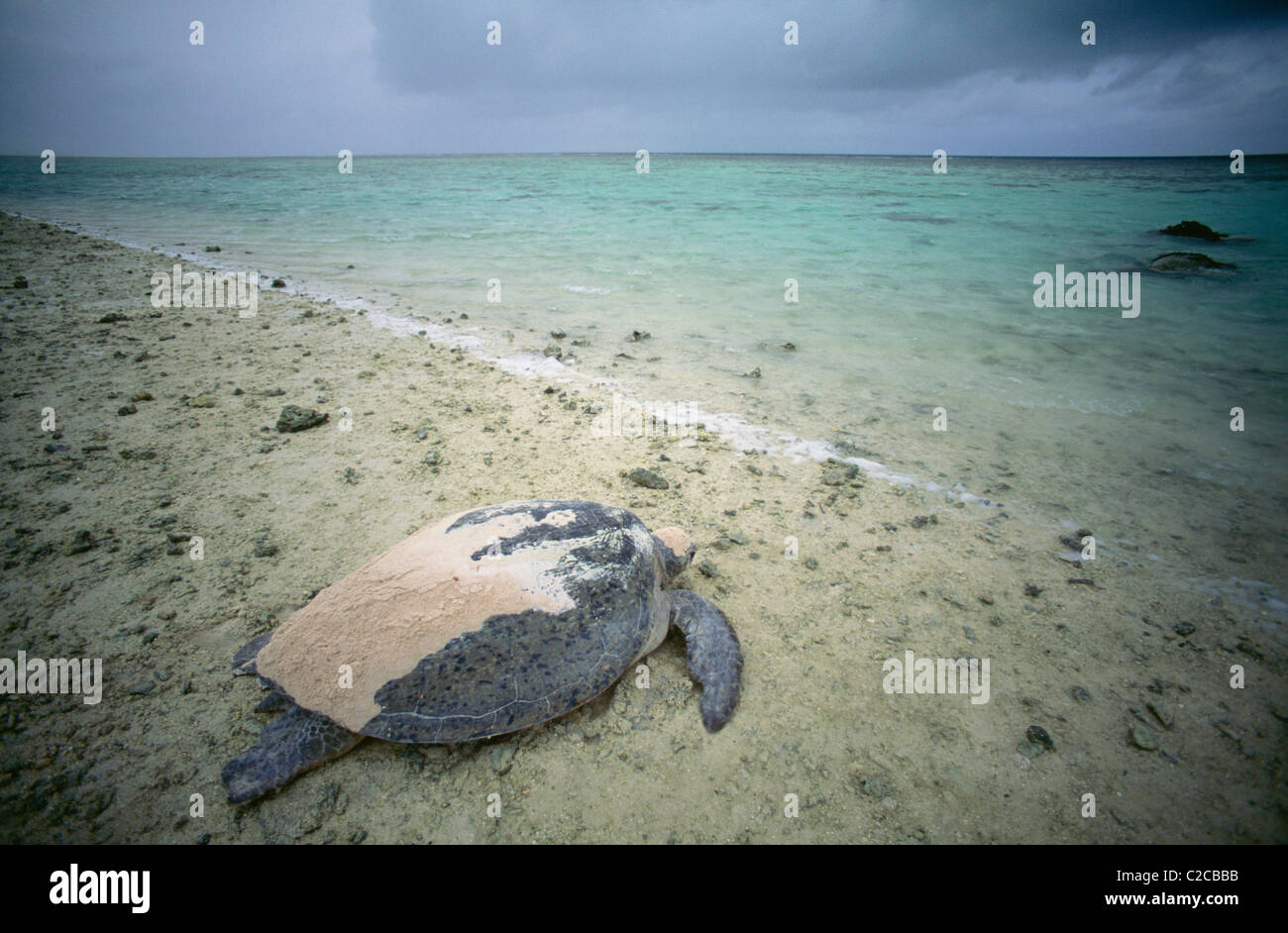 Loggerhead Turtle, Caretta caretta, making toward sea, Heron Island ...