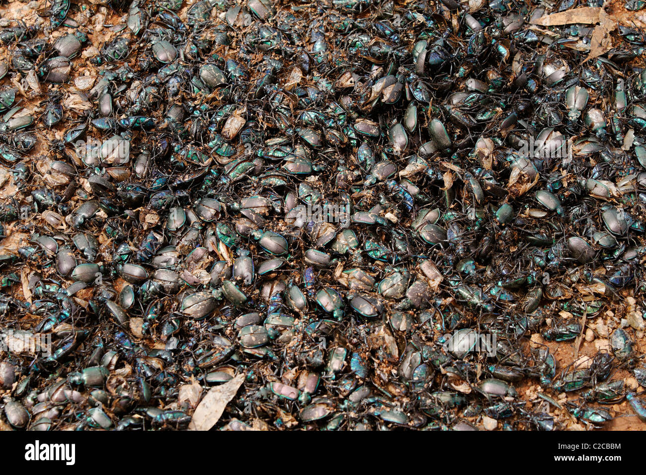 Australian beetles hi-res stock photography and images - Alamy